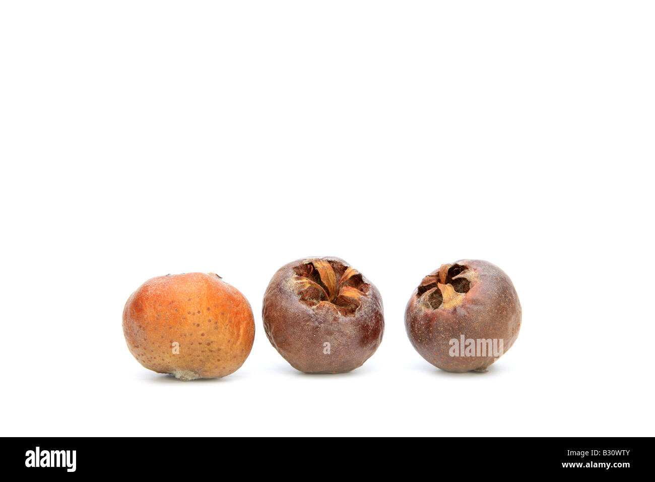 Mespilus germanica, medlar Stock Photo - Alamy