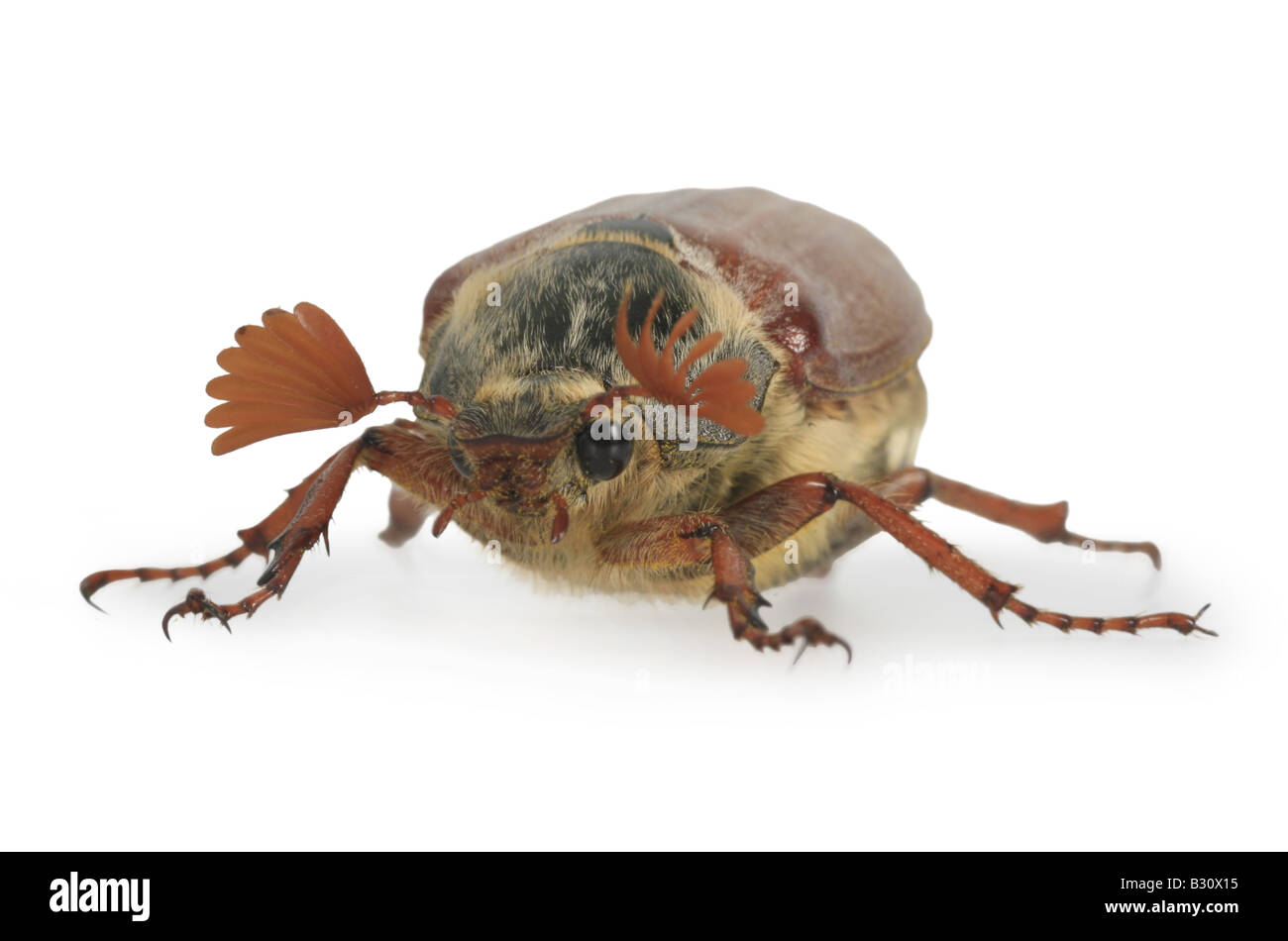Melolontha melolontha, common cockchafer, maybug Stock Photo - Alamy