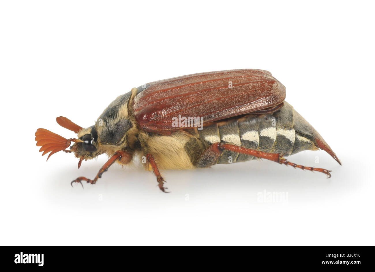 Melolontha melolontha, common cockchafer, maybug Stock Photo - Alamy