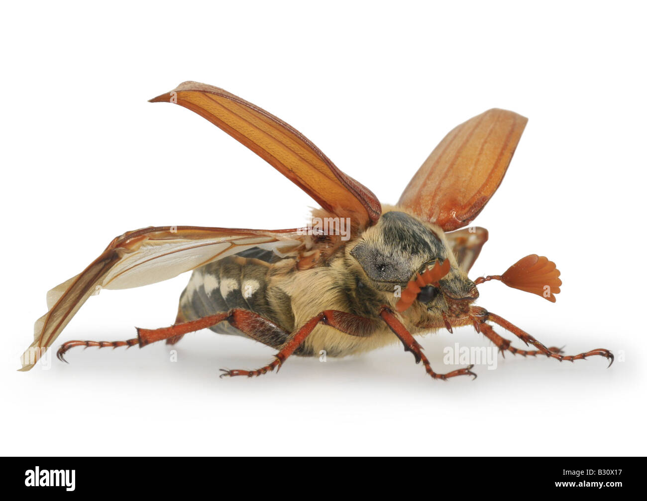 Melolontha melolontha, common cockchafer, maybug Stock Photo - Alamy