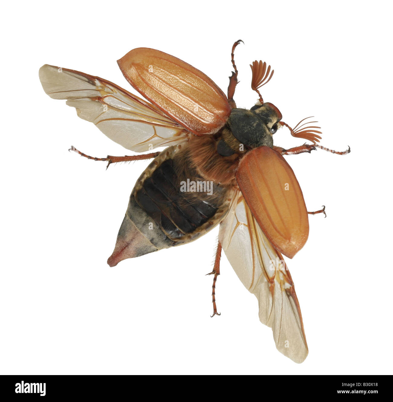 Melolontha melolontha, common cockchafer, maybug Stock Photo - Alamy