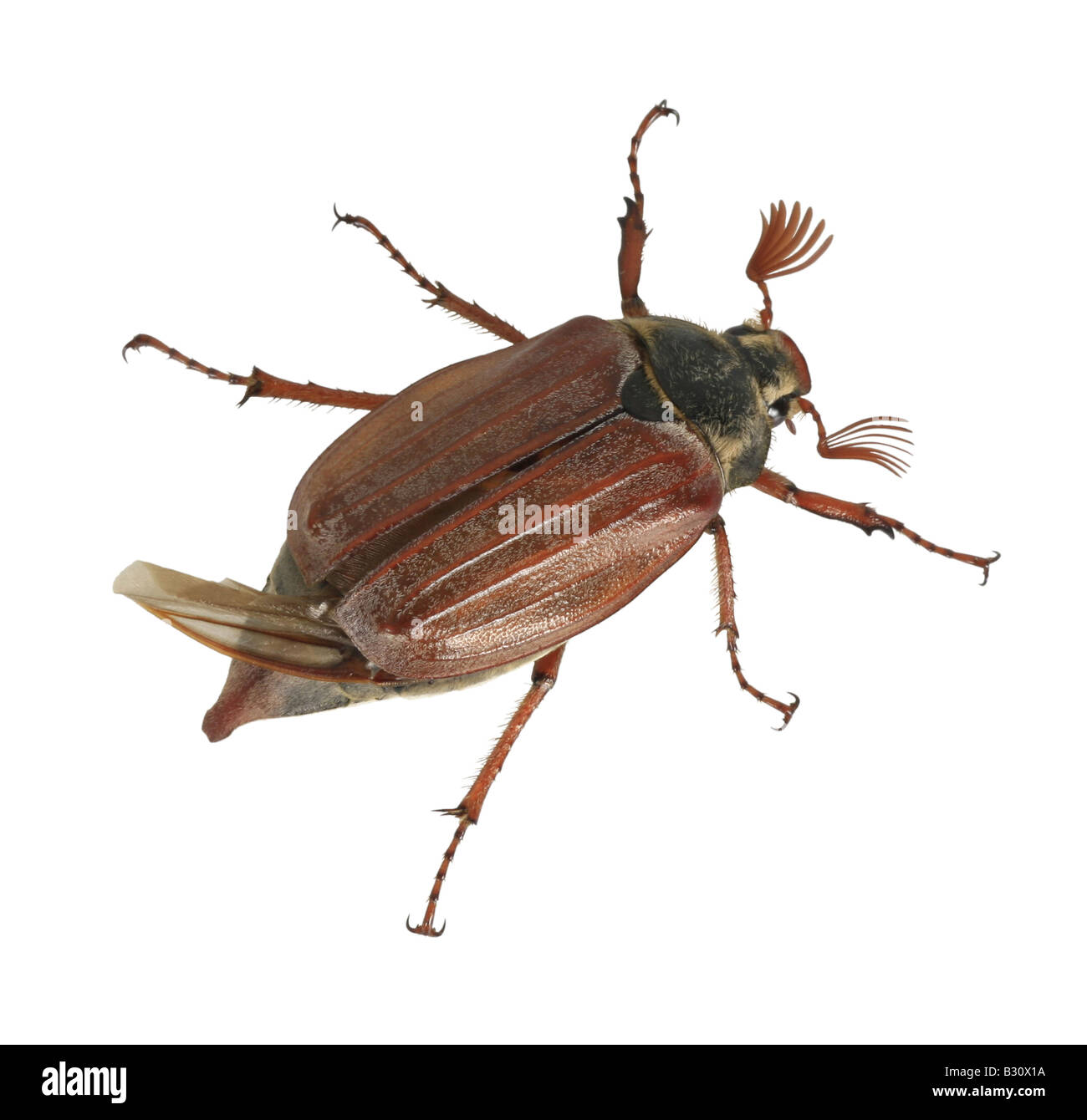 Melolontha melolontha, common cockchafer, maybug Stock Photo - Alamy