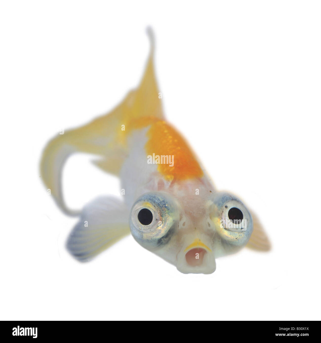 Three goldfishes carassius auratus hi-res stock photography and images ...