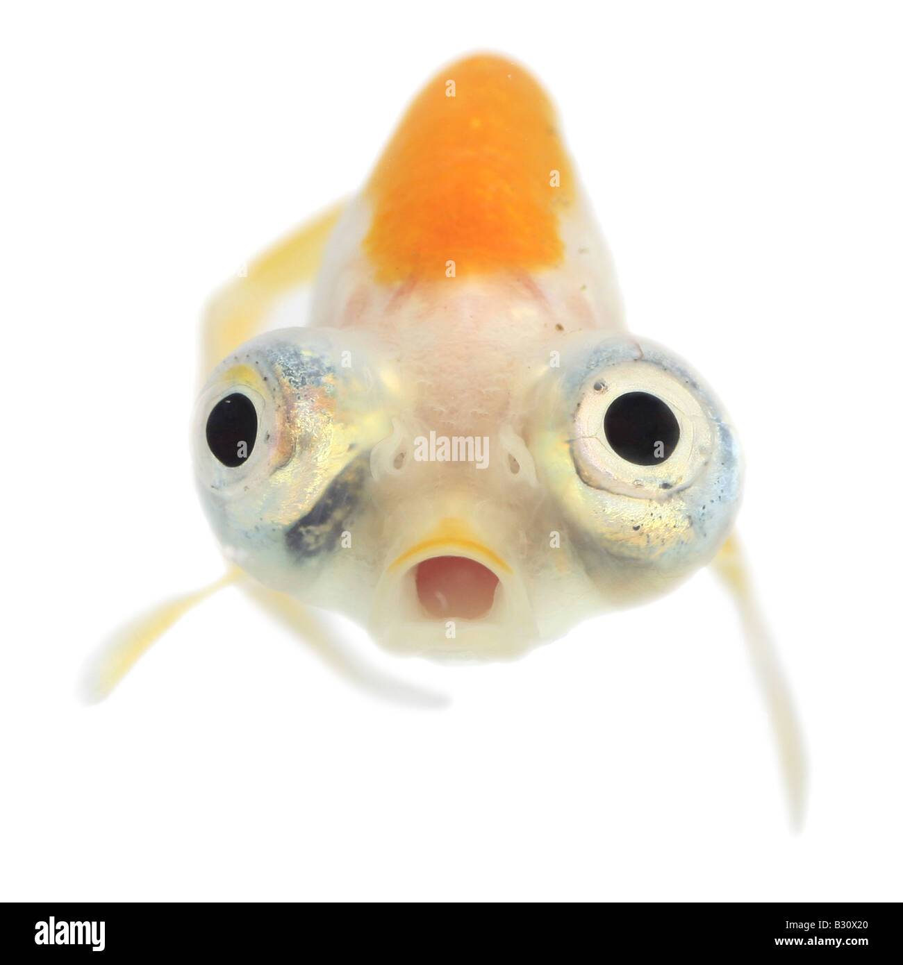 Celestial eye goldfish hi-res stock photography and images - Alamy