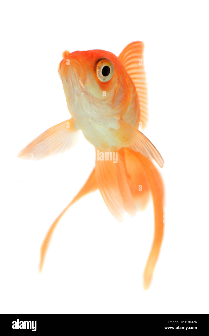 Carassius auratus, goldfish, common carp, fantail, comet, swallowtail ...