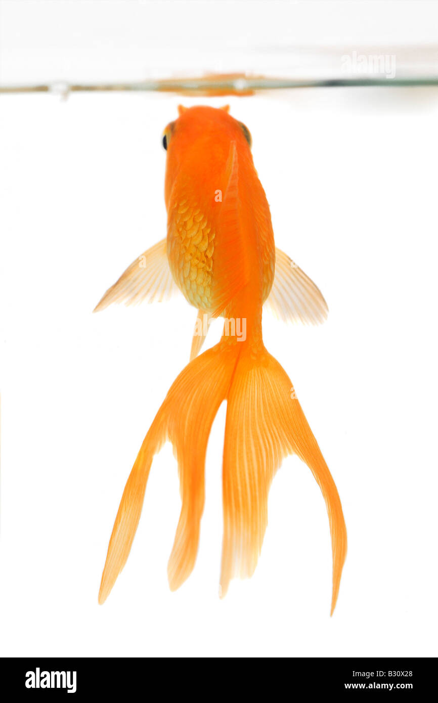 Carassius auratus, goldfish, common carp, fantail, comet, swallowtail ...