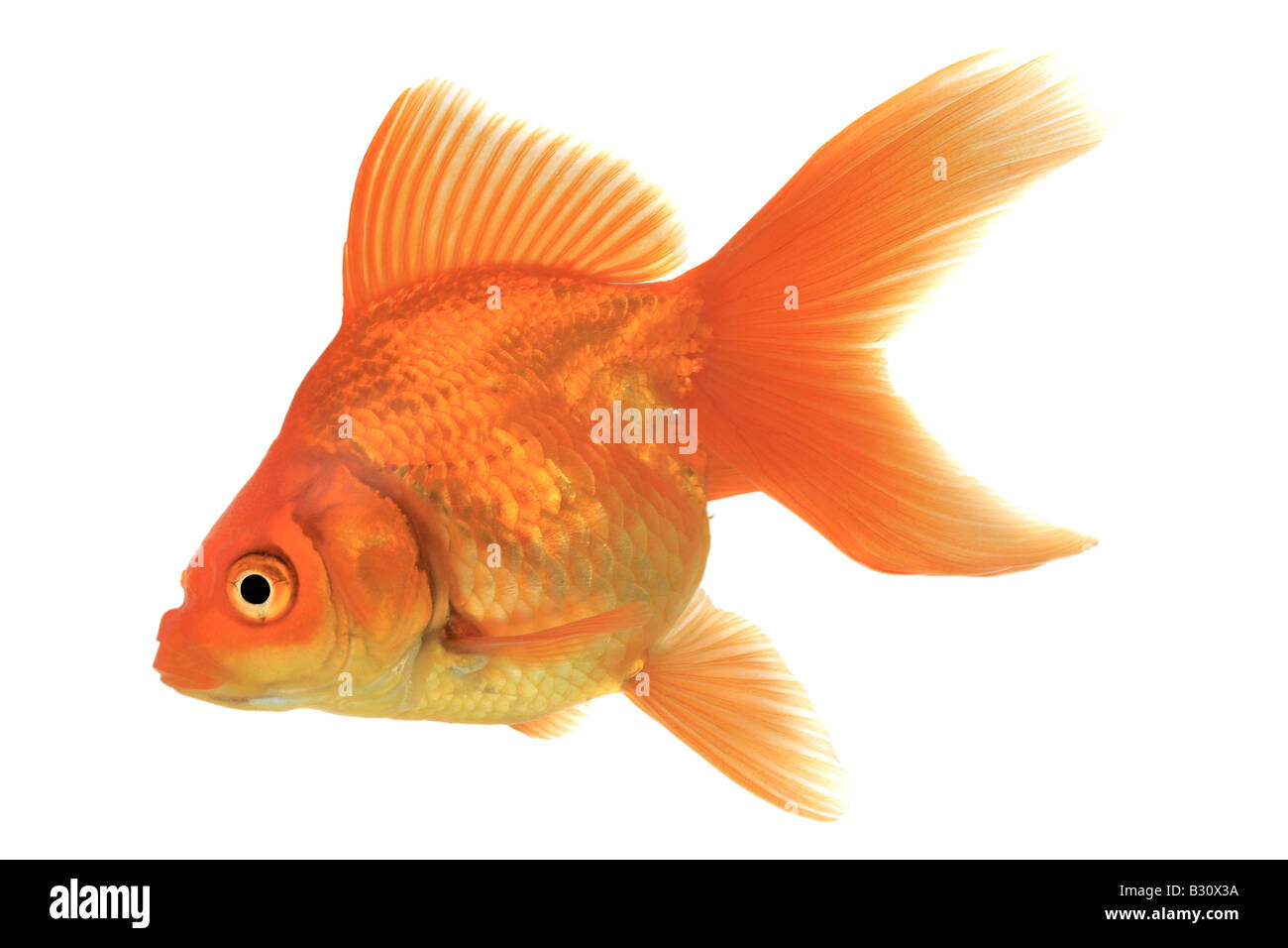 Carassius auratus auratus, goldfish, common carp, fantail Stock Photo ...
