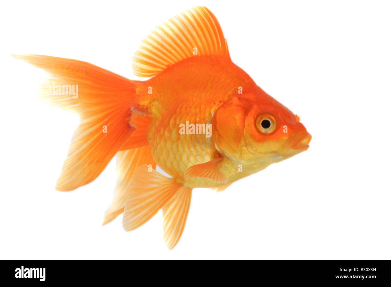 Carassius auratus auratus, goldfish, common carp, fantail Stock Photo ...
