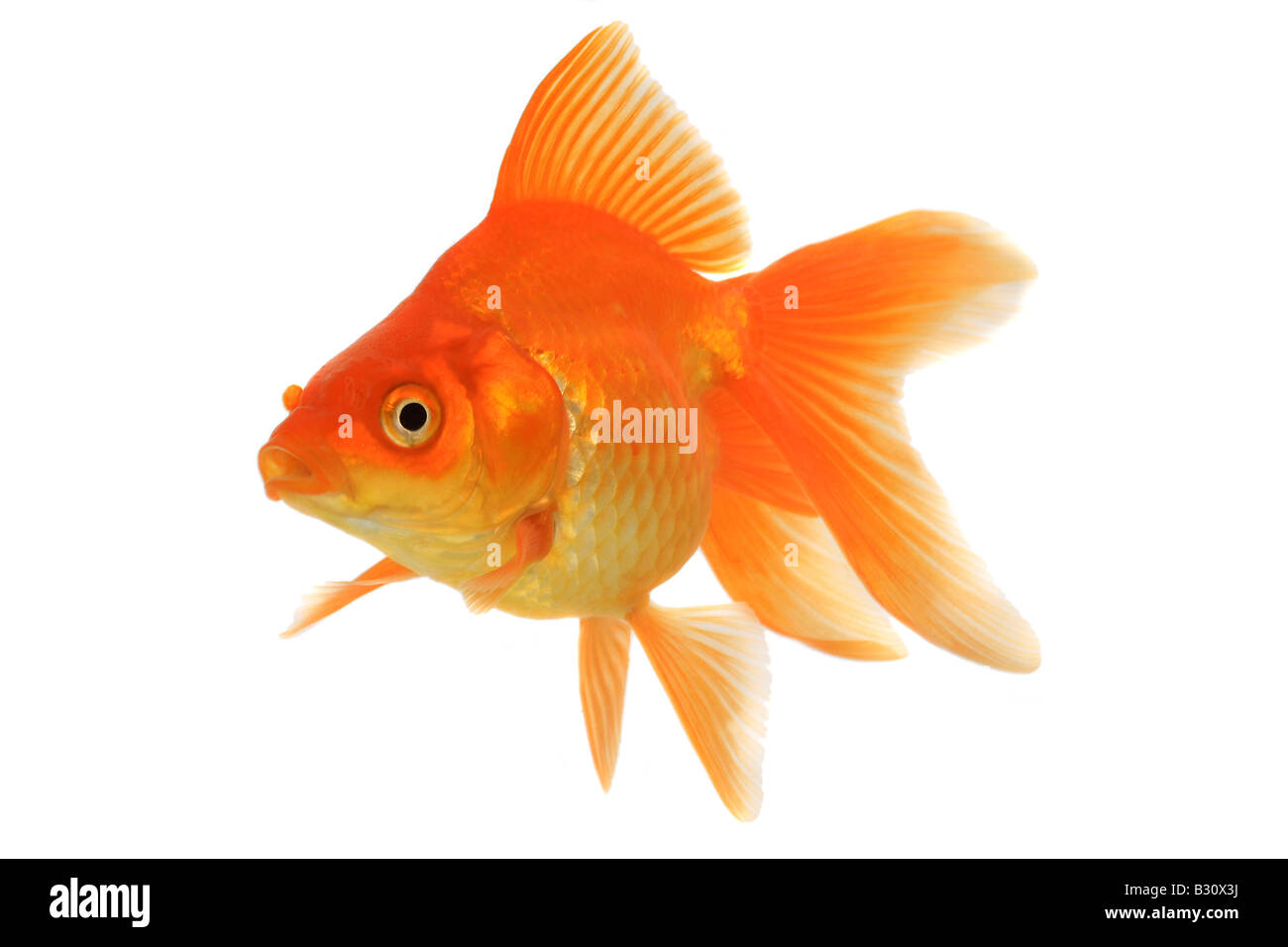 Carassius auratus auratus, goldfish, common carp, fantail Stock Photo ...