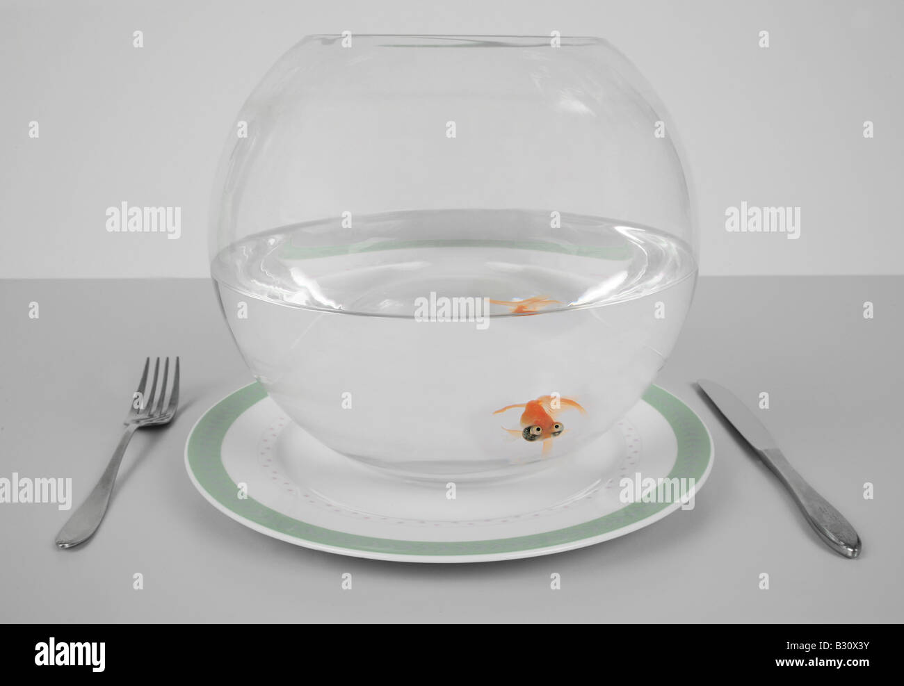 Goldfish common carp celestial eye hi-res stock photography and images ...