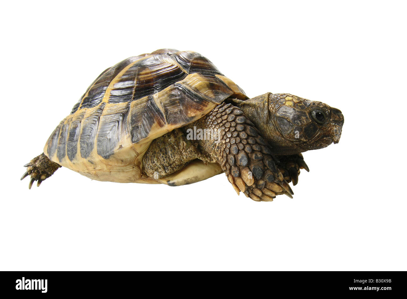 Hermann's tortoise side view hi-res stock photography and images - Alamy
