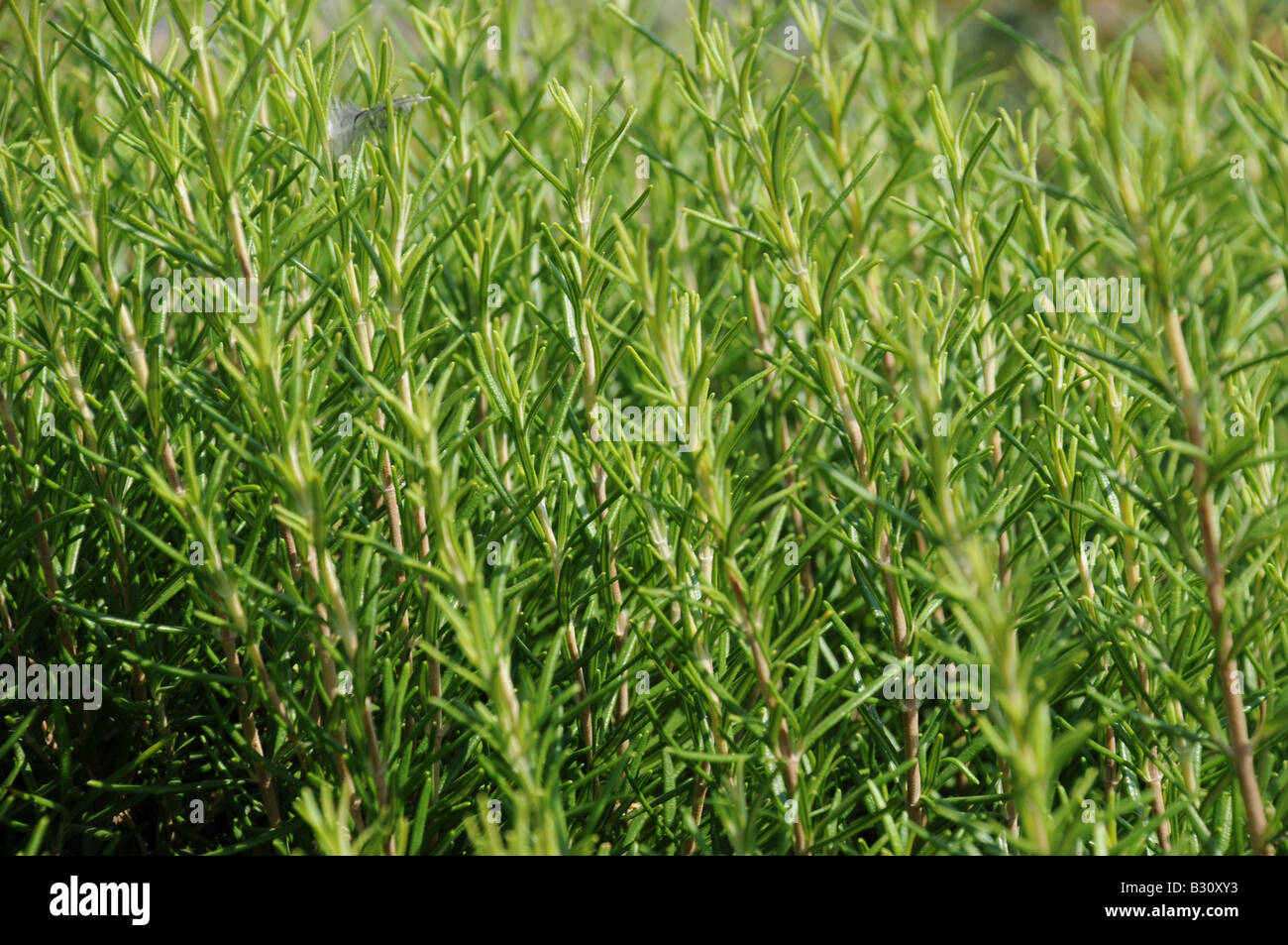 FIELD OF GROWING ROSEMARY Stock Photo - Alamy
