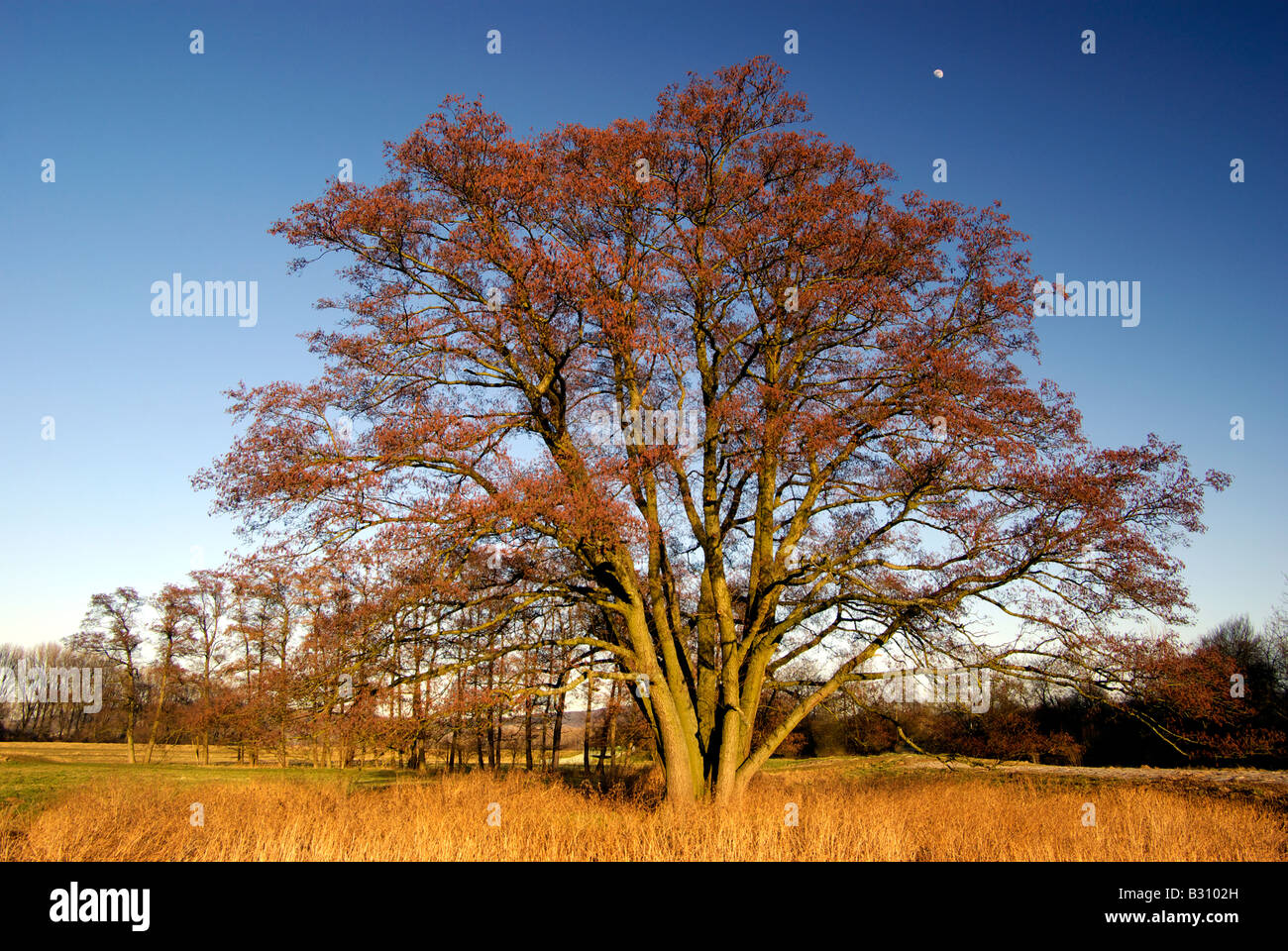 Grey alder hi-res stock photography and images - Alamy