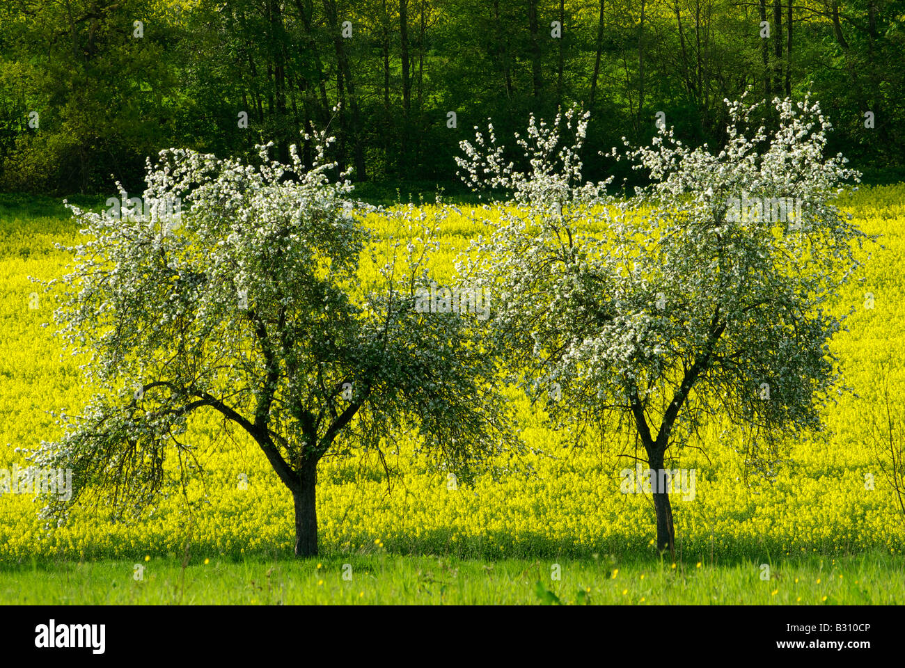 two apple trees in white blossom in open countryside with rape flowers ...