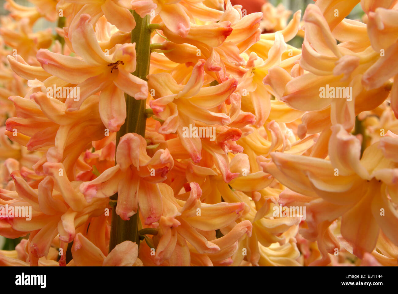 Orange hyacinth hi-res stock photography and images - Alamy