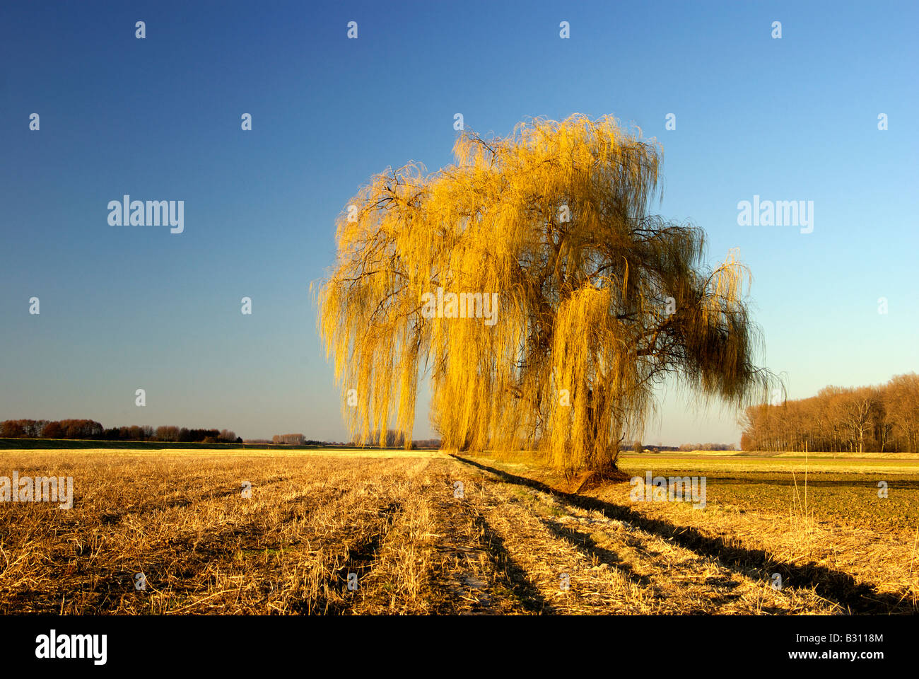 weeping willow in February showing first yellow shoots Stock Photo - Alamy