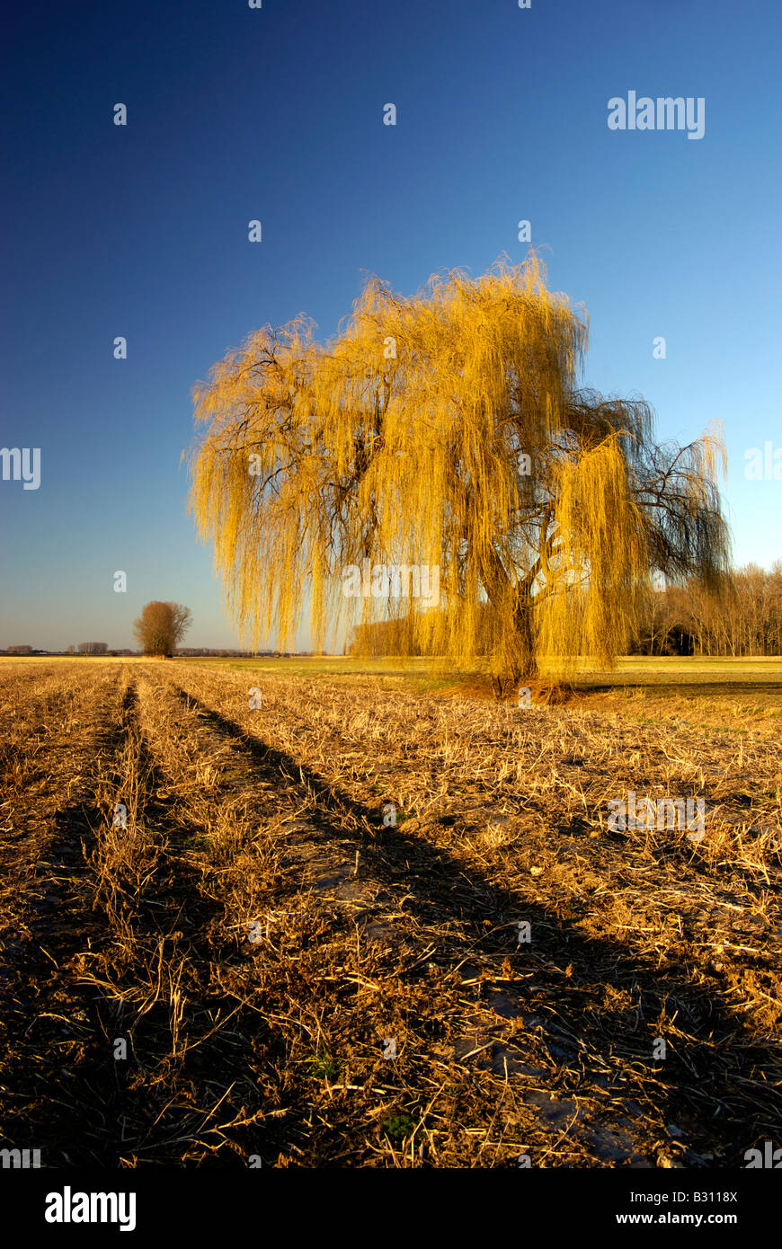 weeping willow in February showing first yellow shoots Stock Photo - Alamy