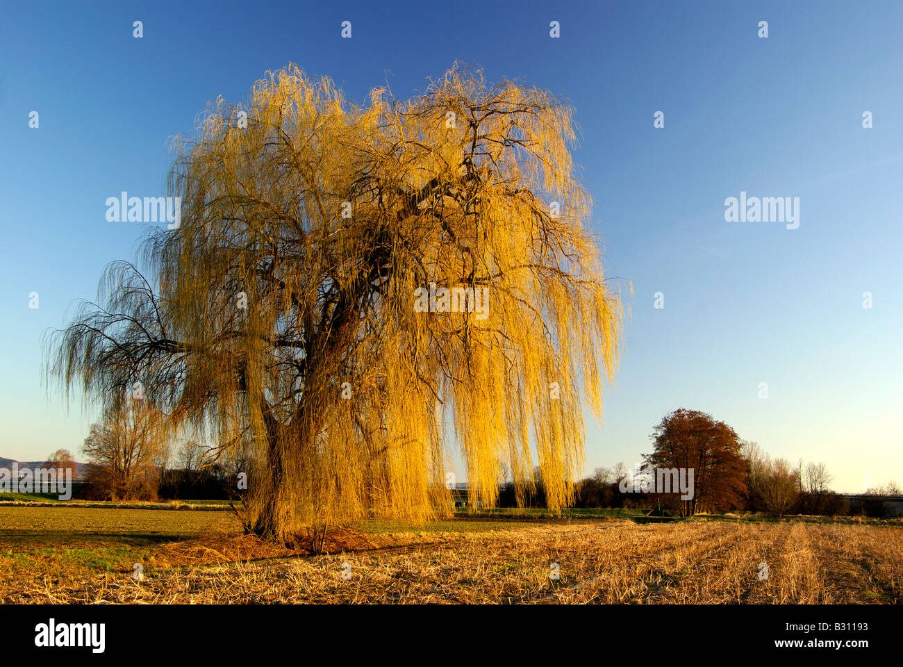 Weeping willow hi-res stock photography and images - Alamy