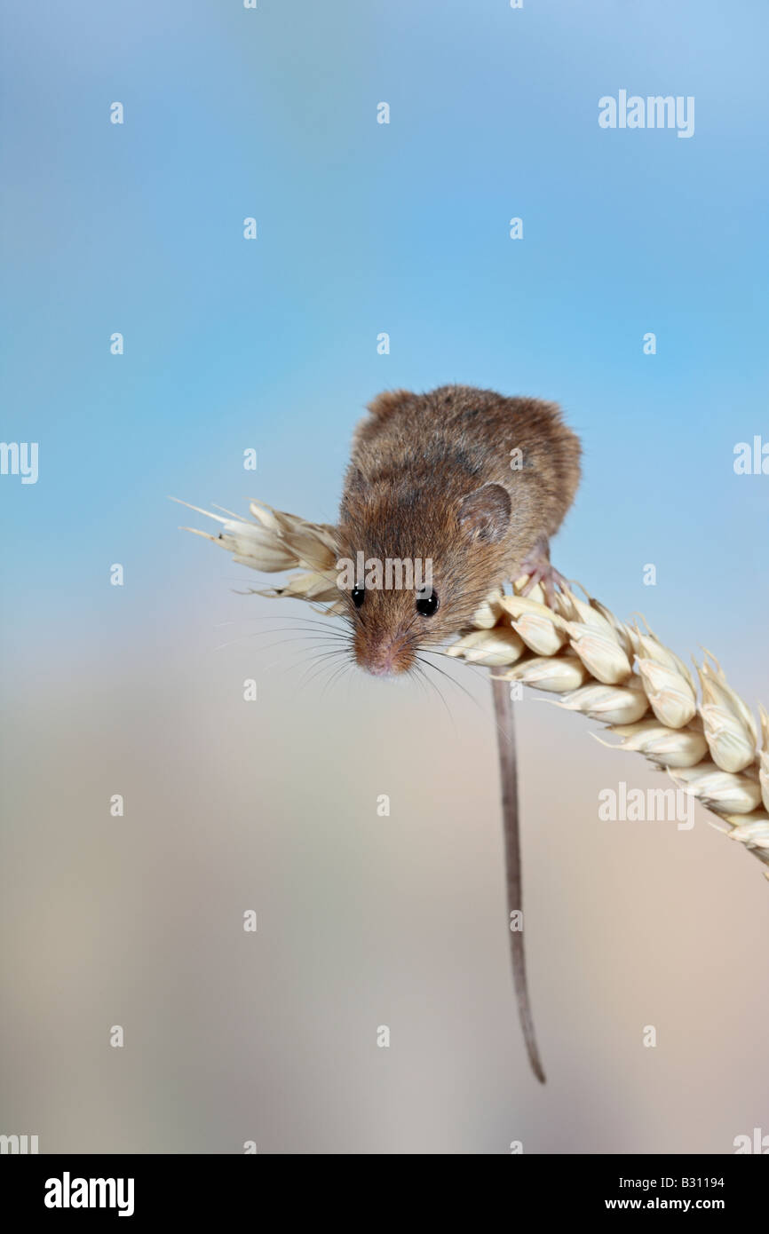 Harvest mouse Micromys minutus on Wheat Potton Bedfordshire Stock Photo ...