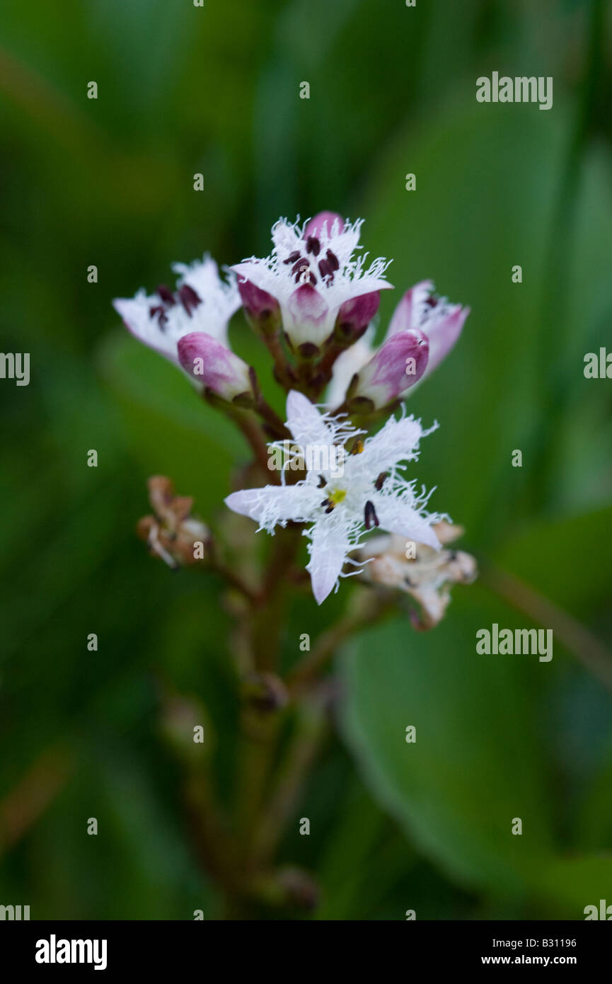 Buckbean flowers hi-res stock photography and images - Alamy