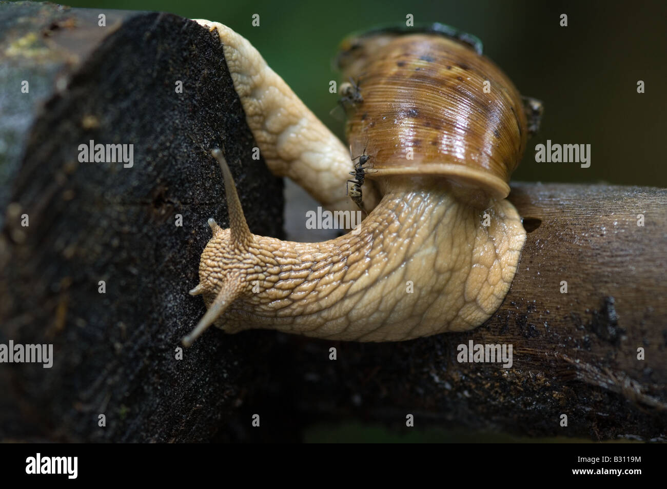 Apple snail pomacea sp hi-res stock photography and images - Alamy
