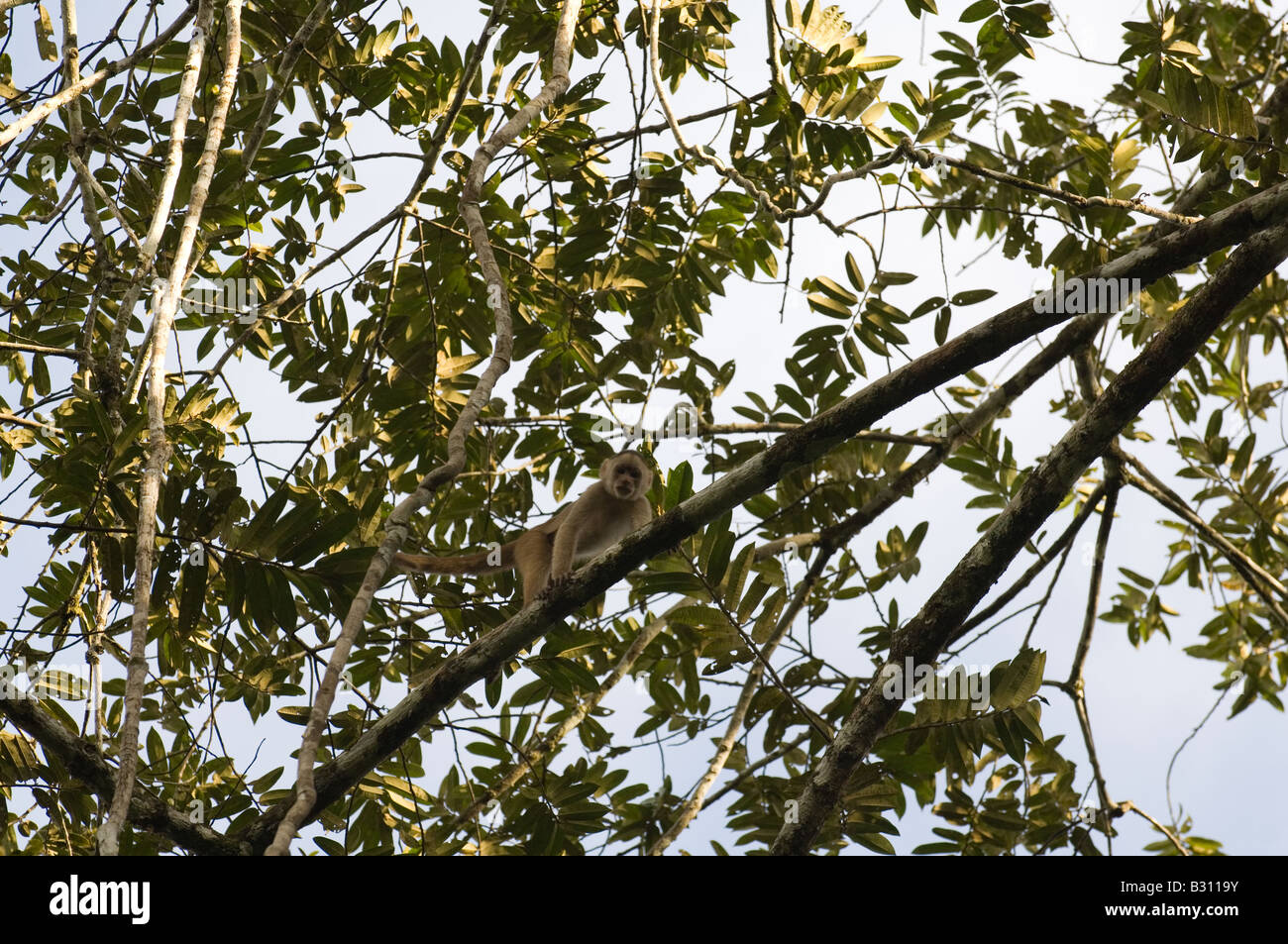 Howler monkey hi-res stock photography and images - Alamy