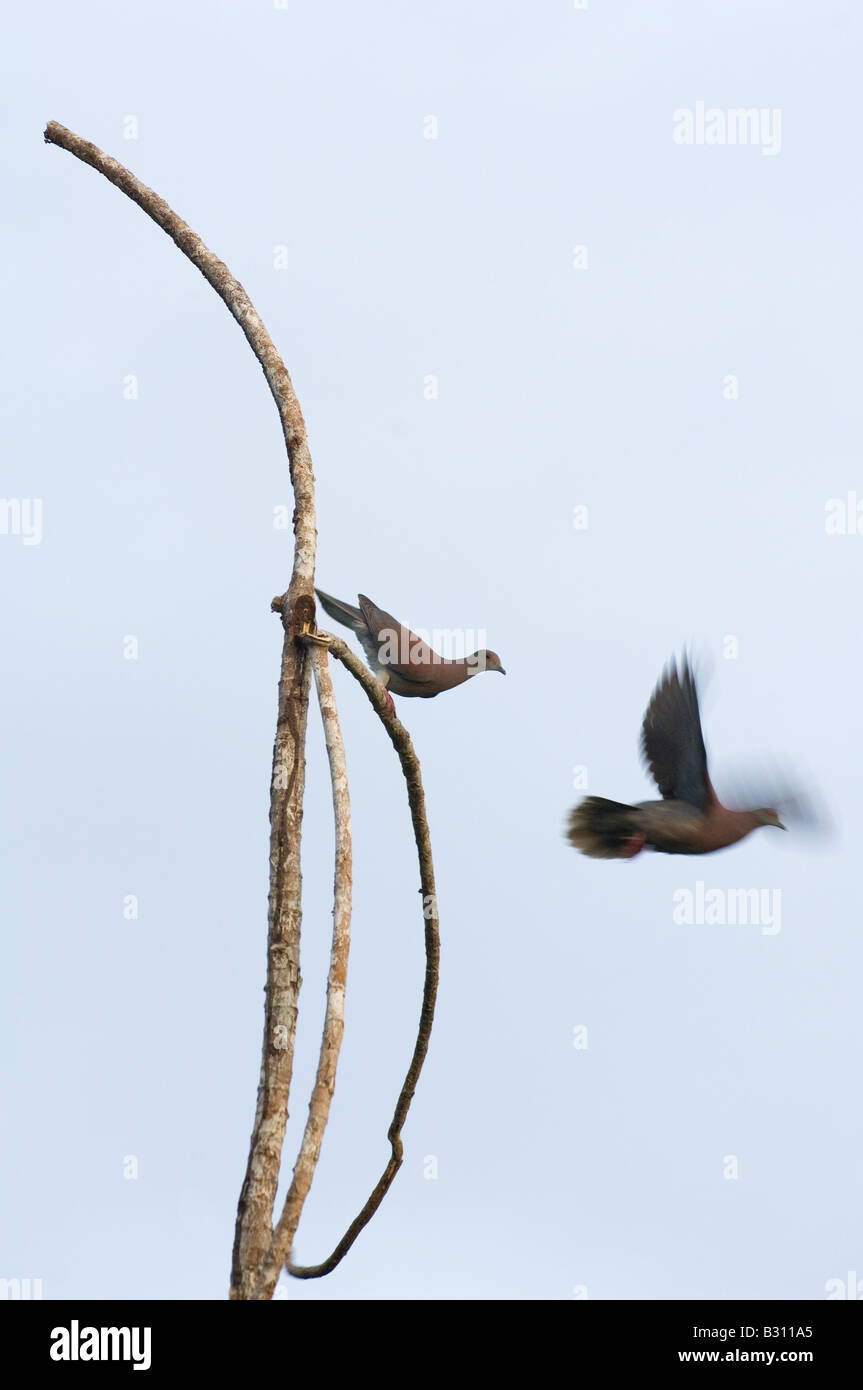 Pigeon taking off from tree hi-res stock photography and images - Alamy