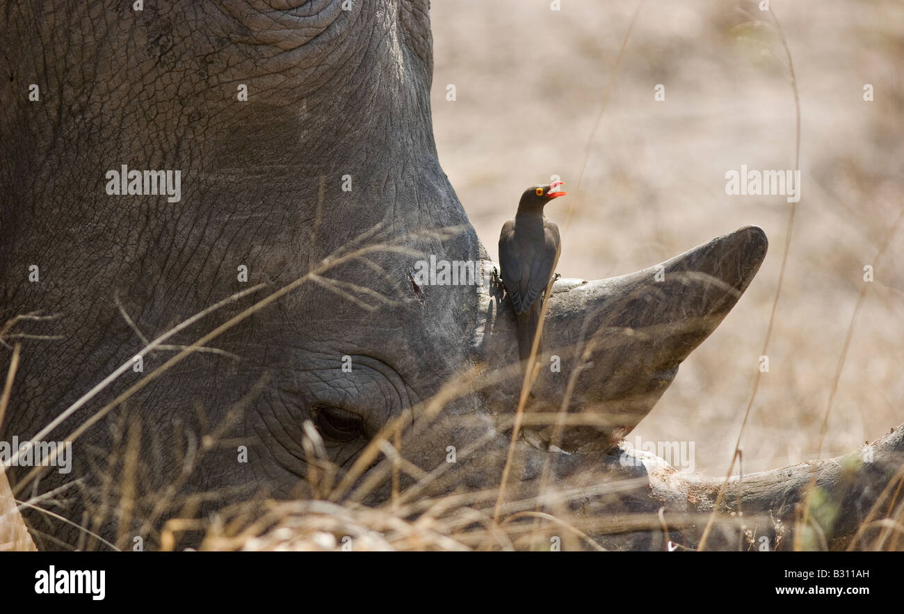 A Red-billed Oxpecker sits at the base of the upper horn of a White ...