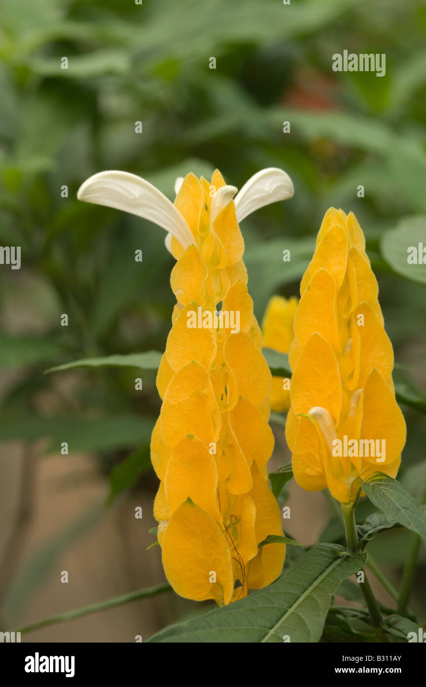 Golden Shrimp Plant or Lollipop Pachystachys lutea flowers Sacha Lodge ...
