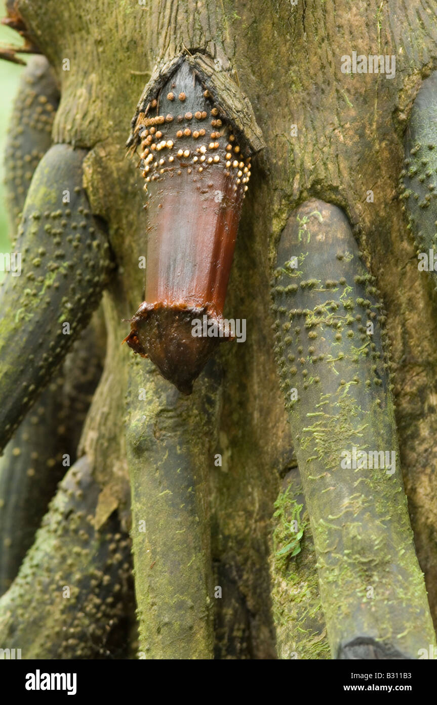 Walking Palm Socratea exorrhiza close up of the new stilt root Igapo ...