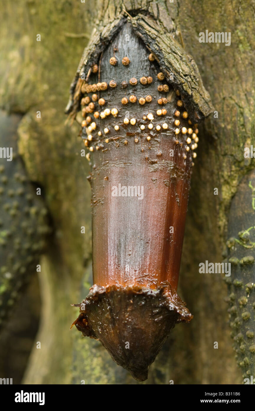 Walking Palm Socratea exorrhiza close up of the new stilt root Igapo ...