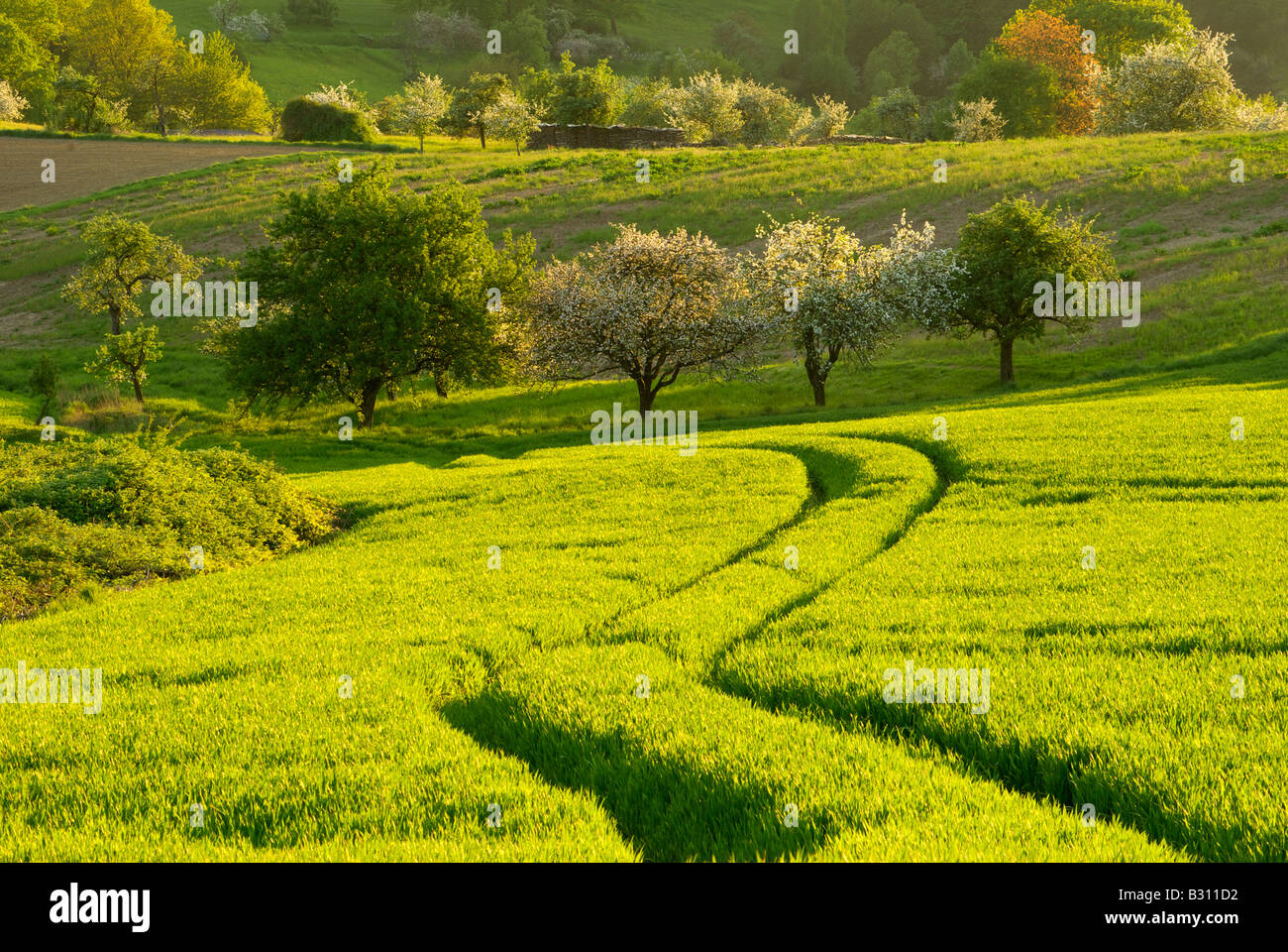 Path Through Wheatfield High Resolution Stock Photography and Images ...
