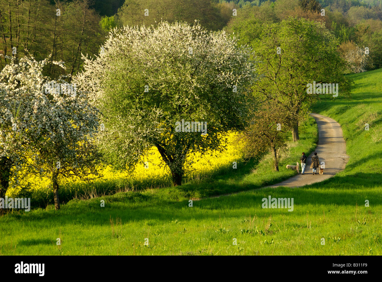 a path in spring turning a corner by apple trees in blossom and two ...