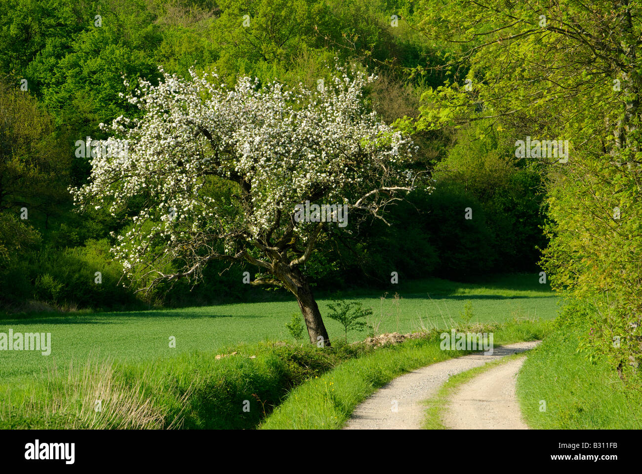 a path in spring turning a corner by an apple tree in blossom Stock ...