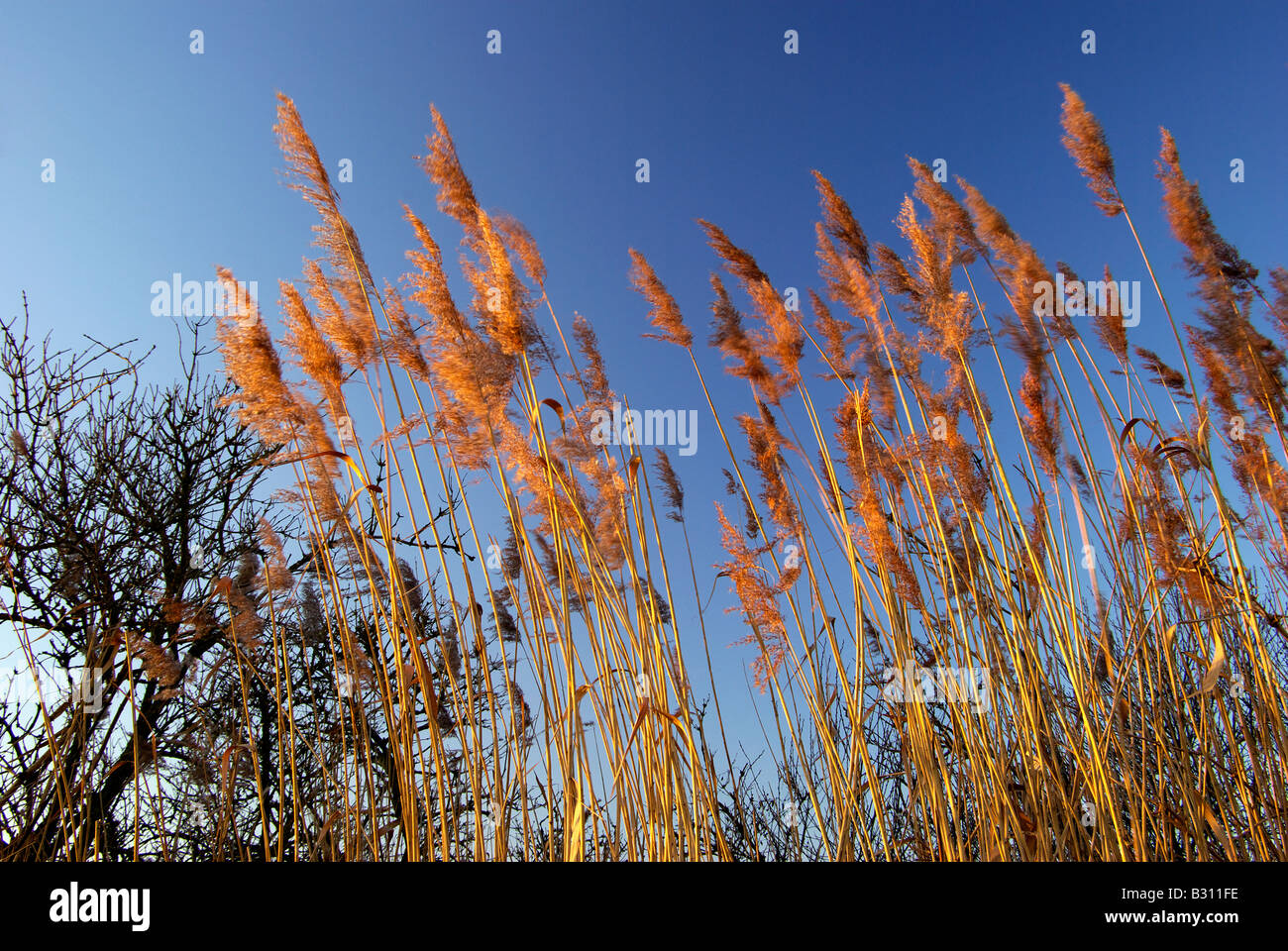 Common in reed beds hi-res stock photography and images - Alamy