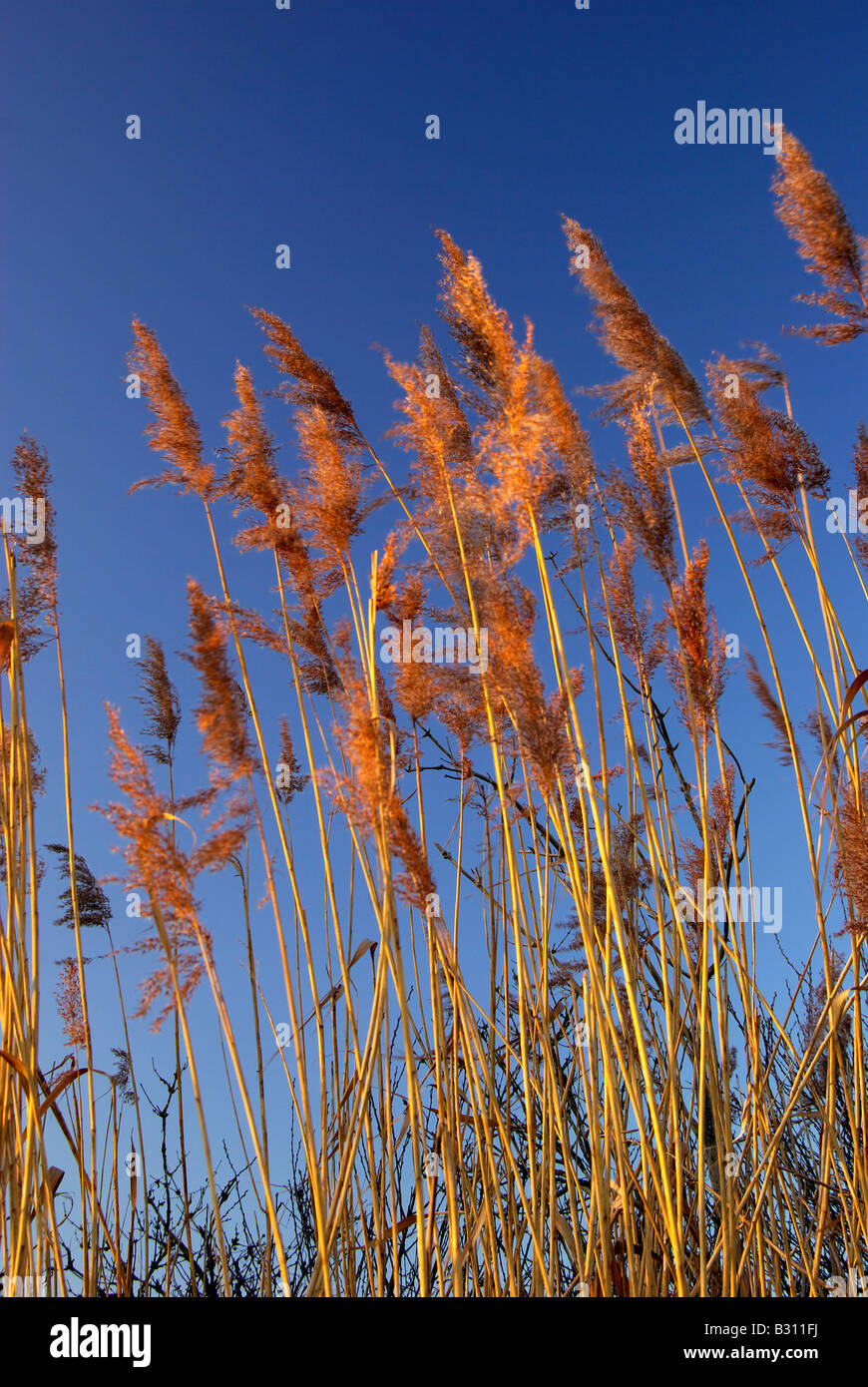 Phragmites australis hi-res stock photography and images - Alamy