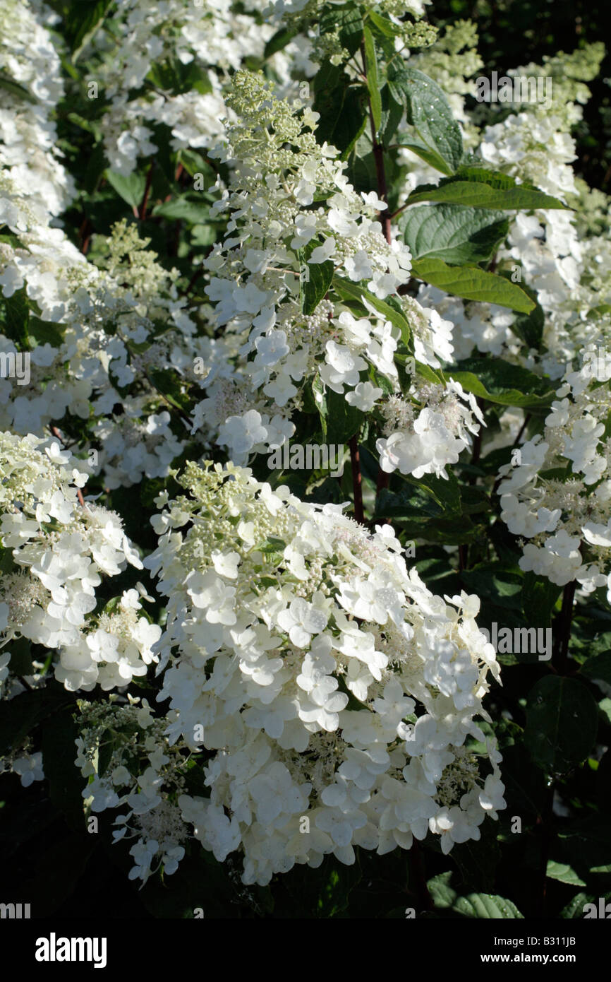 HYDRANGEA PANICULATA PEE WEE Stock Photo - Alamy