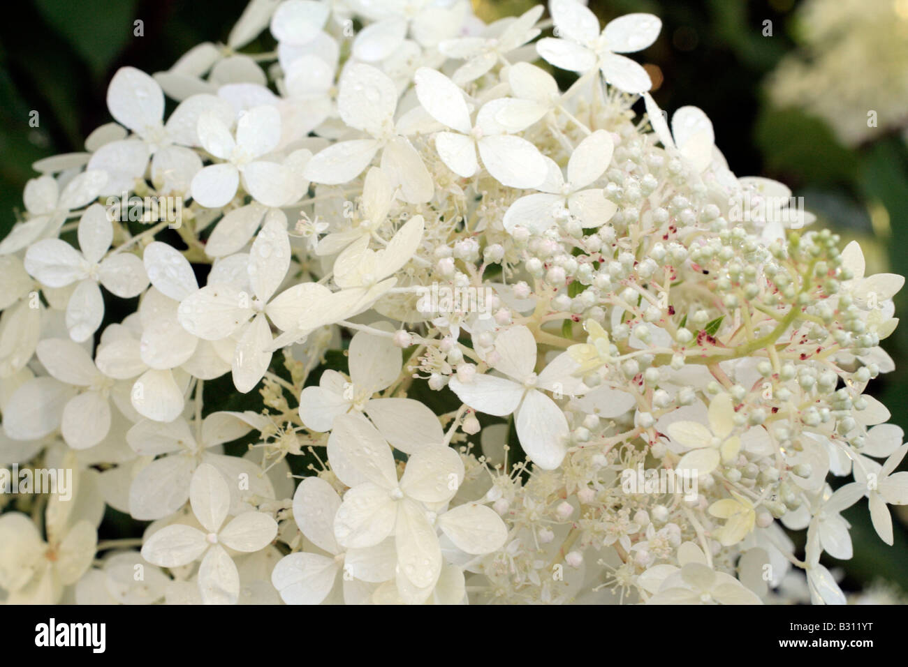 HYDRANGEA PANICULATA PHANTOM Stock Photo - Alamy