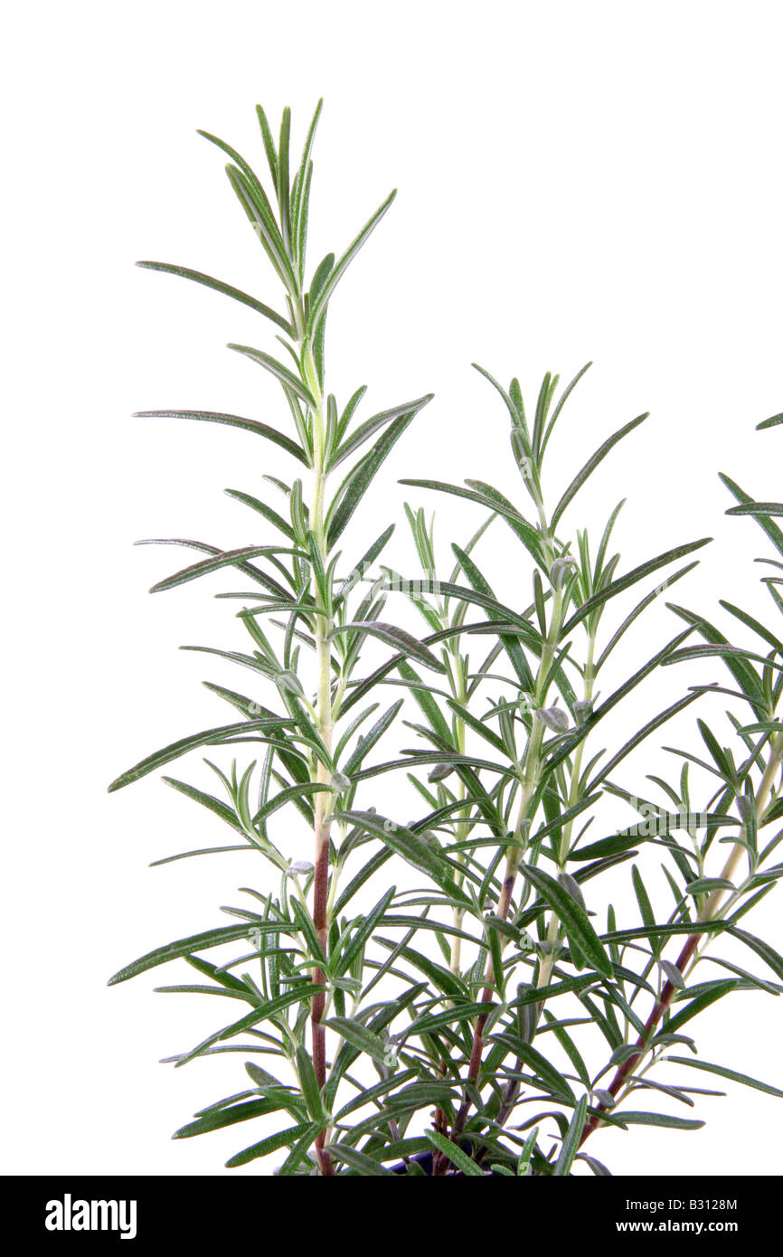 Rosmarinus officinalis, rosemary Stock Photo - Alamy