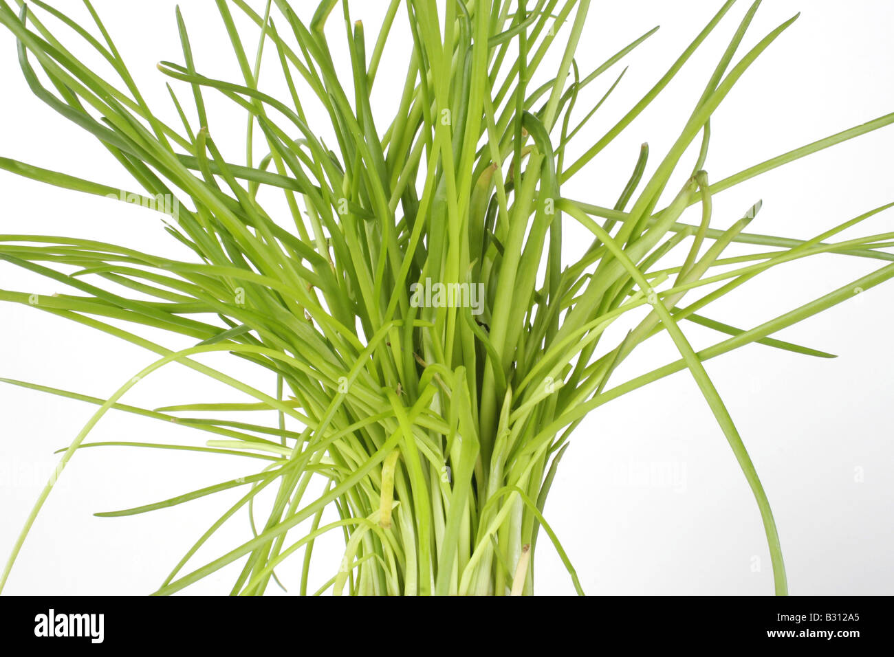 Allium schoenoprasum, chives, sand leek Stock Photo - Alamy
