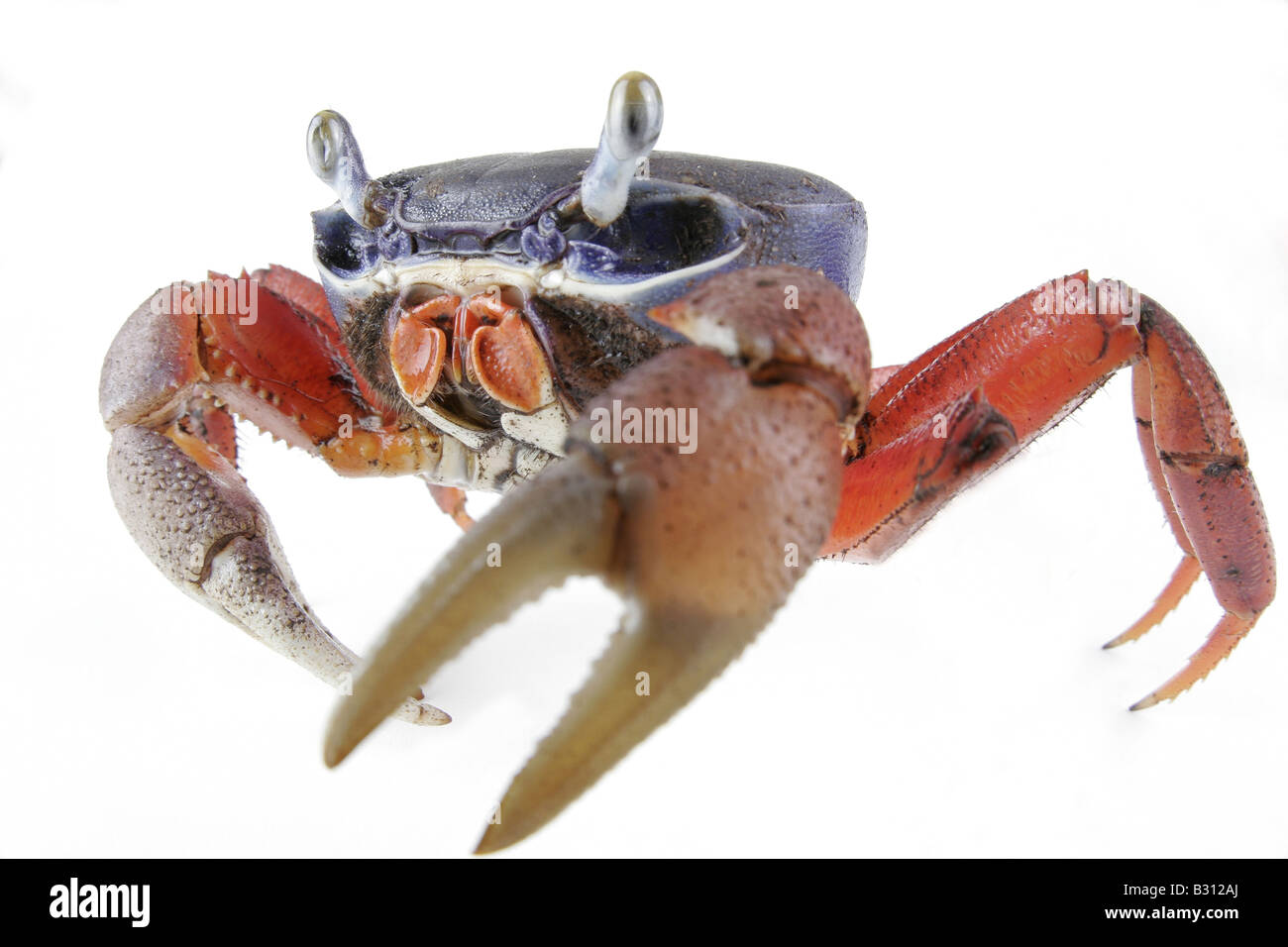 Cardisoma armatum, rainbow crab, West African rainbow crab Stock Photo ...