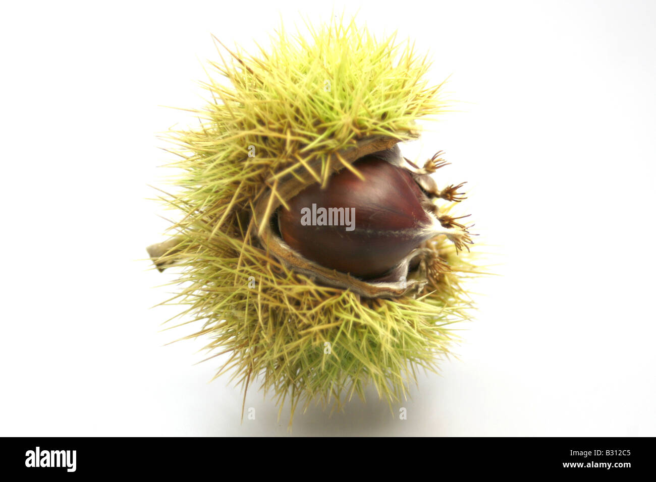 Chestnut format hi-res stock photography and images - Alamy