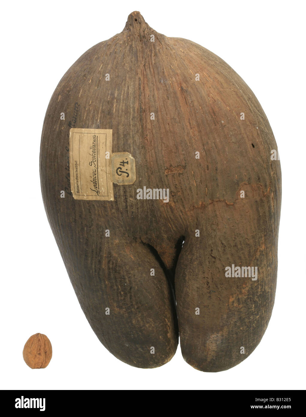 Double coconut lodoicea maldivica hi-res stock photography and images ...