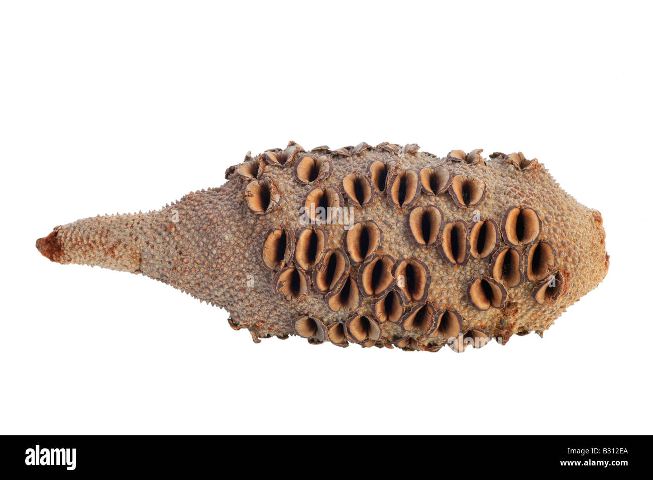 Dehiscent or dehisce Cut Out Stock Images & Pictures - Alamy