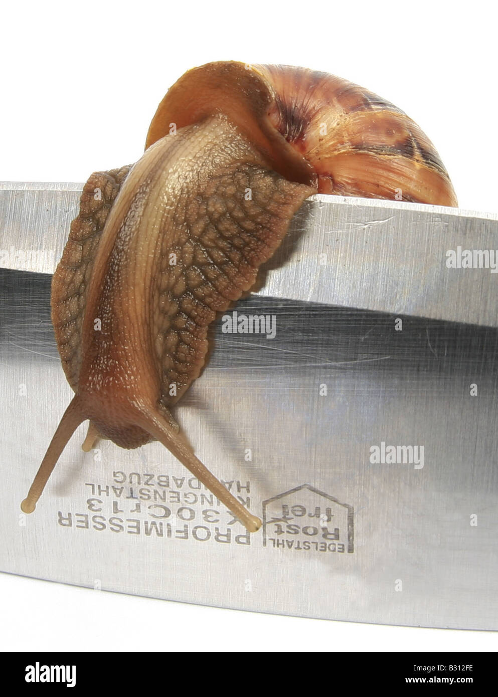 Achatina fulica, giant African snail, giant African land snail Stock ...