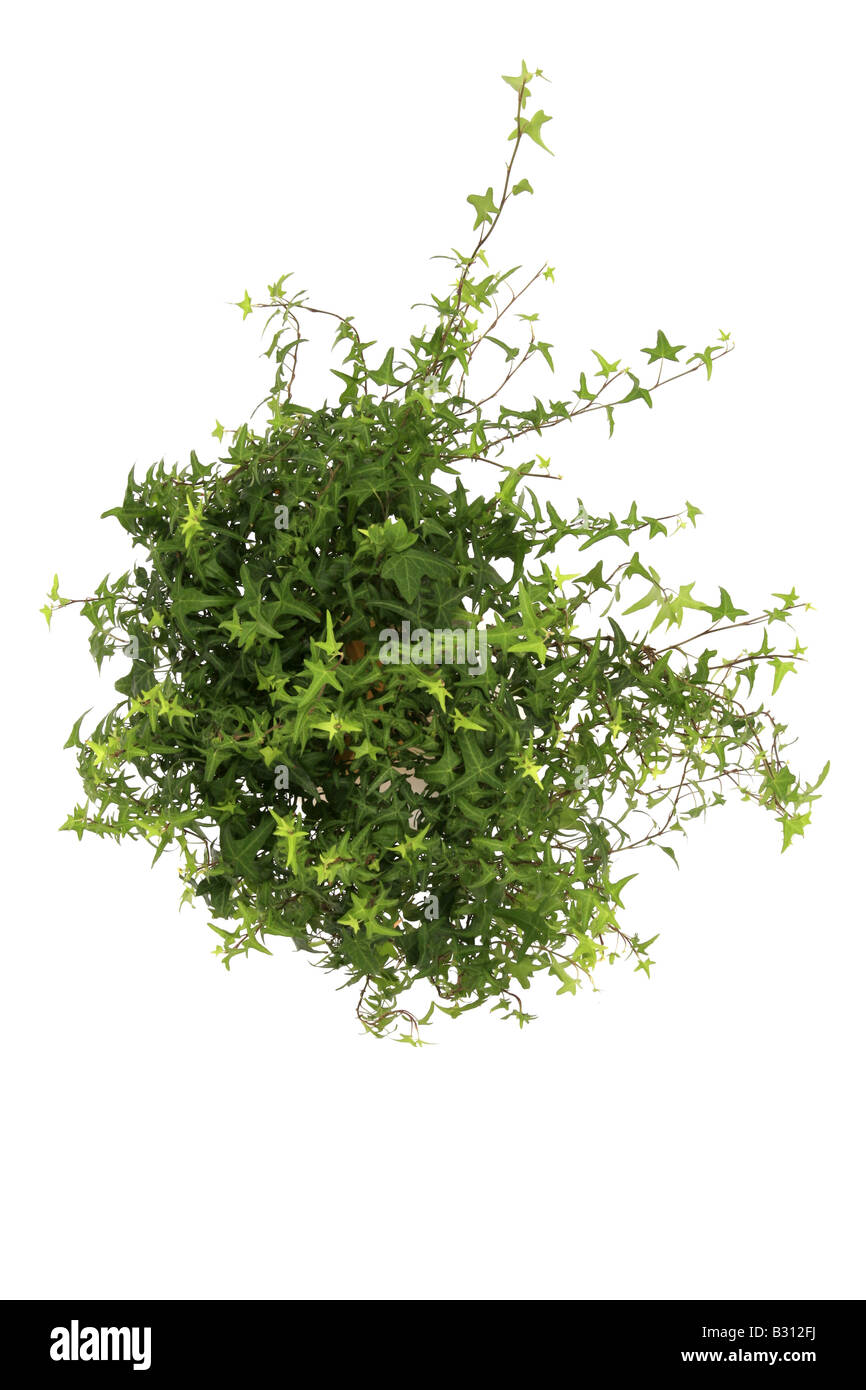 Hedera helix, English ivy, common ivy Stock Photo - Alamy