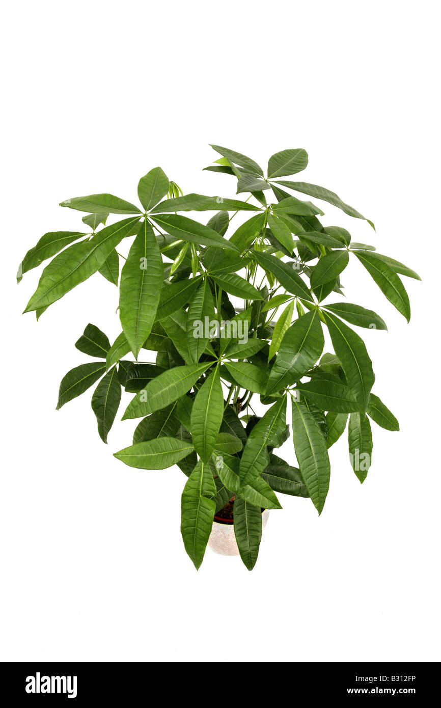 Pachira aquatica, Provision Tree Stock Photo - Alamy