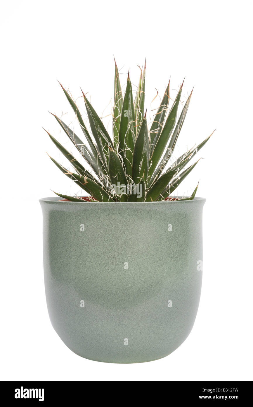 Flowering agave plant Cut Out Stock Images & Pictures - Alamy
