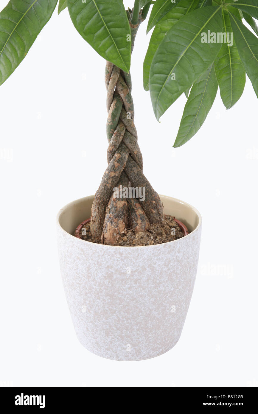 Pachira aquatica, Provision Tree Stock Photo - Alamy