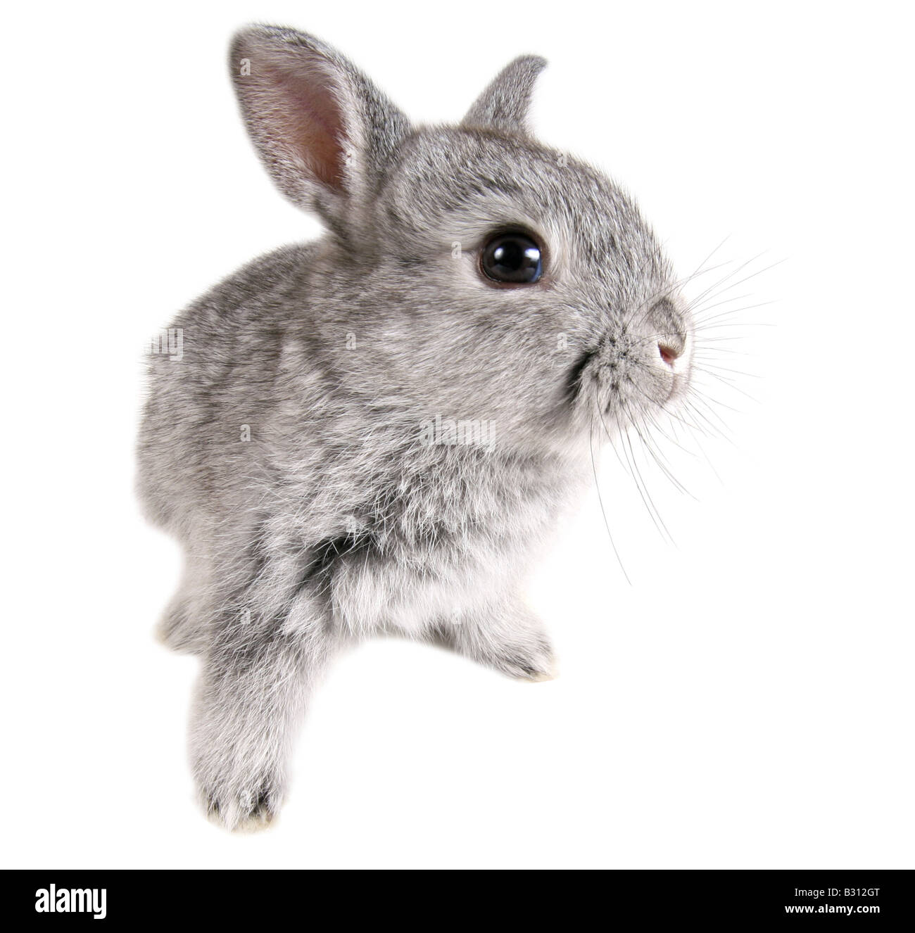 Oryctolagus cuniculus f. domestica, domestic rabbit Stock Photo - Alamy